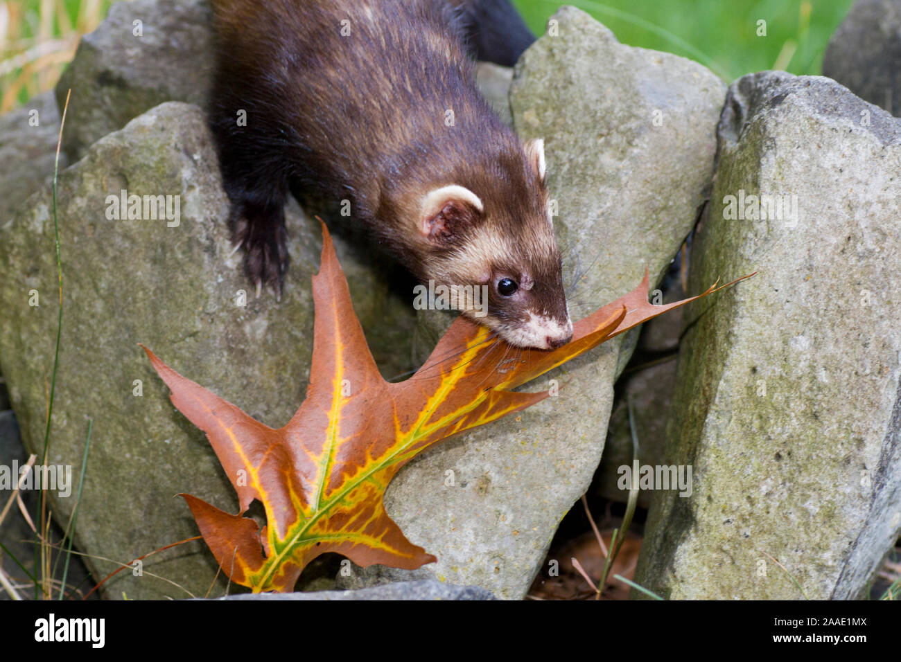 Frettchen,Mustela putorius furo Stock Photo - Alamy