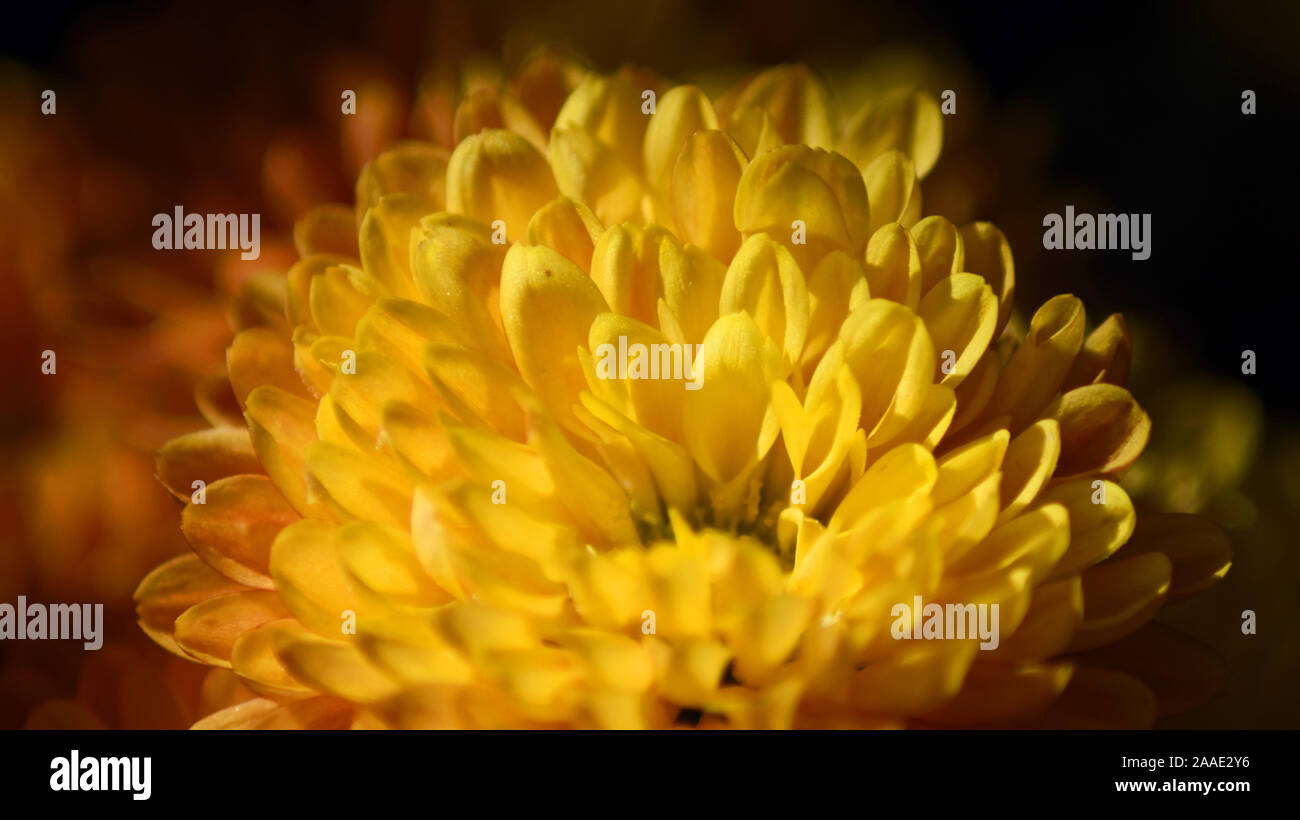 Yellow mum hi-res stock photography and images - Alamy