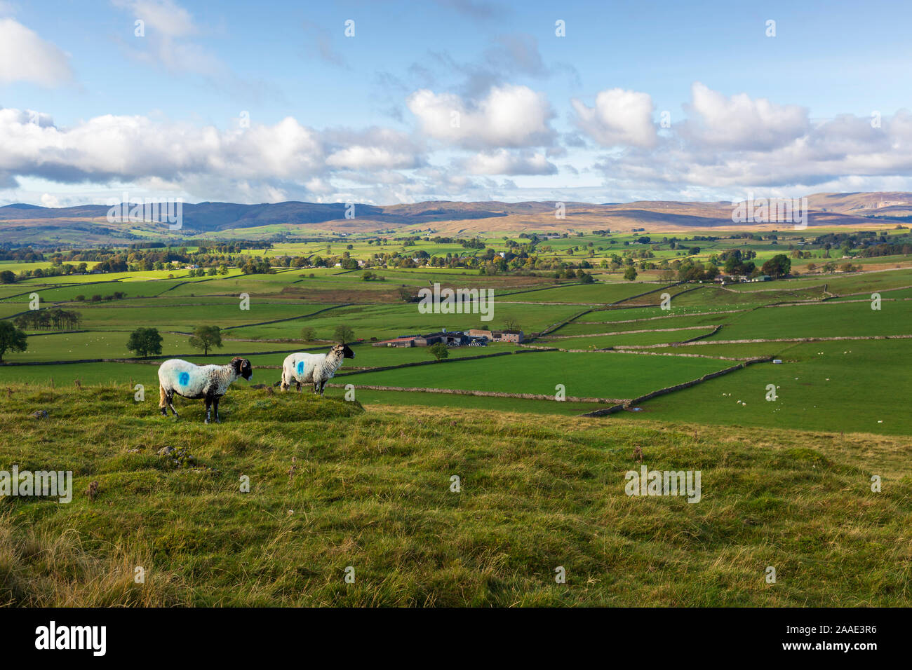 Sheep grazing on Orton Scar, a hill near the small village of Orton ...