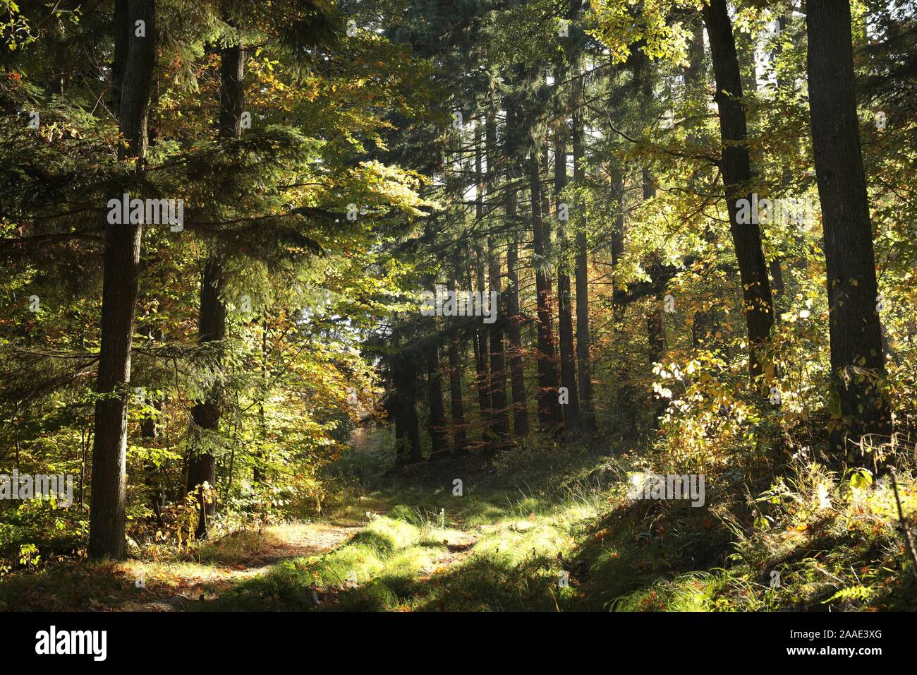 Beginning fir hi-res stock photography and images - Alamy