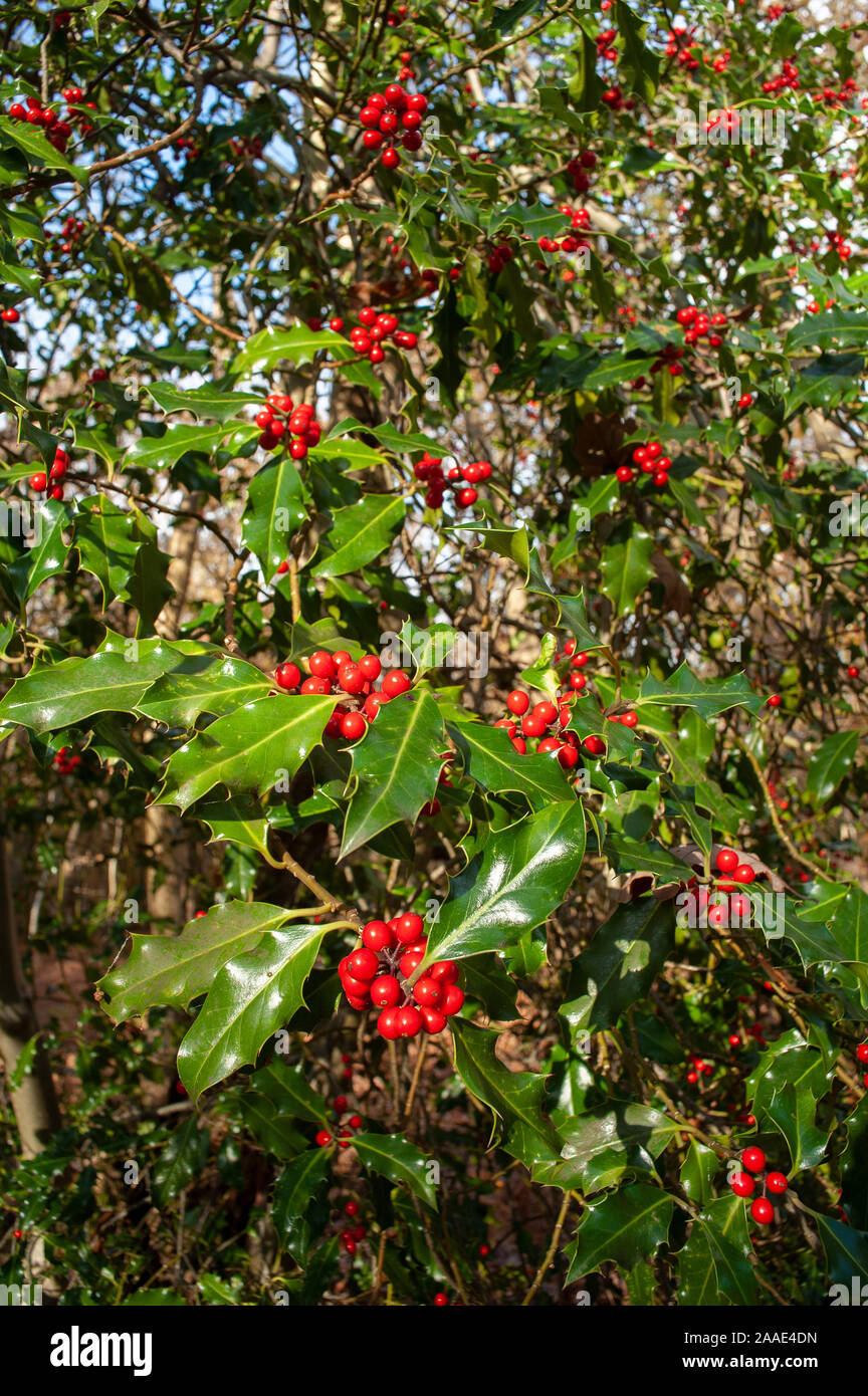 Shiny oval leaves hi-res stock photography and images - Alamy