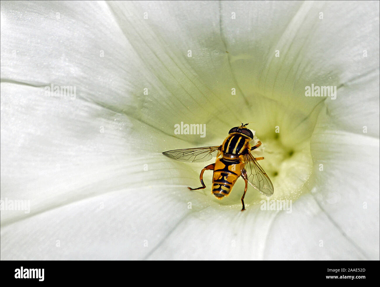 Hover Fly (family Syrphidae) on white flower gathering nectar Stock ...