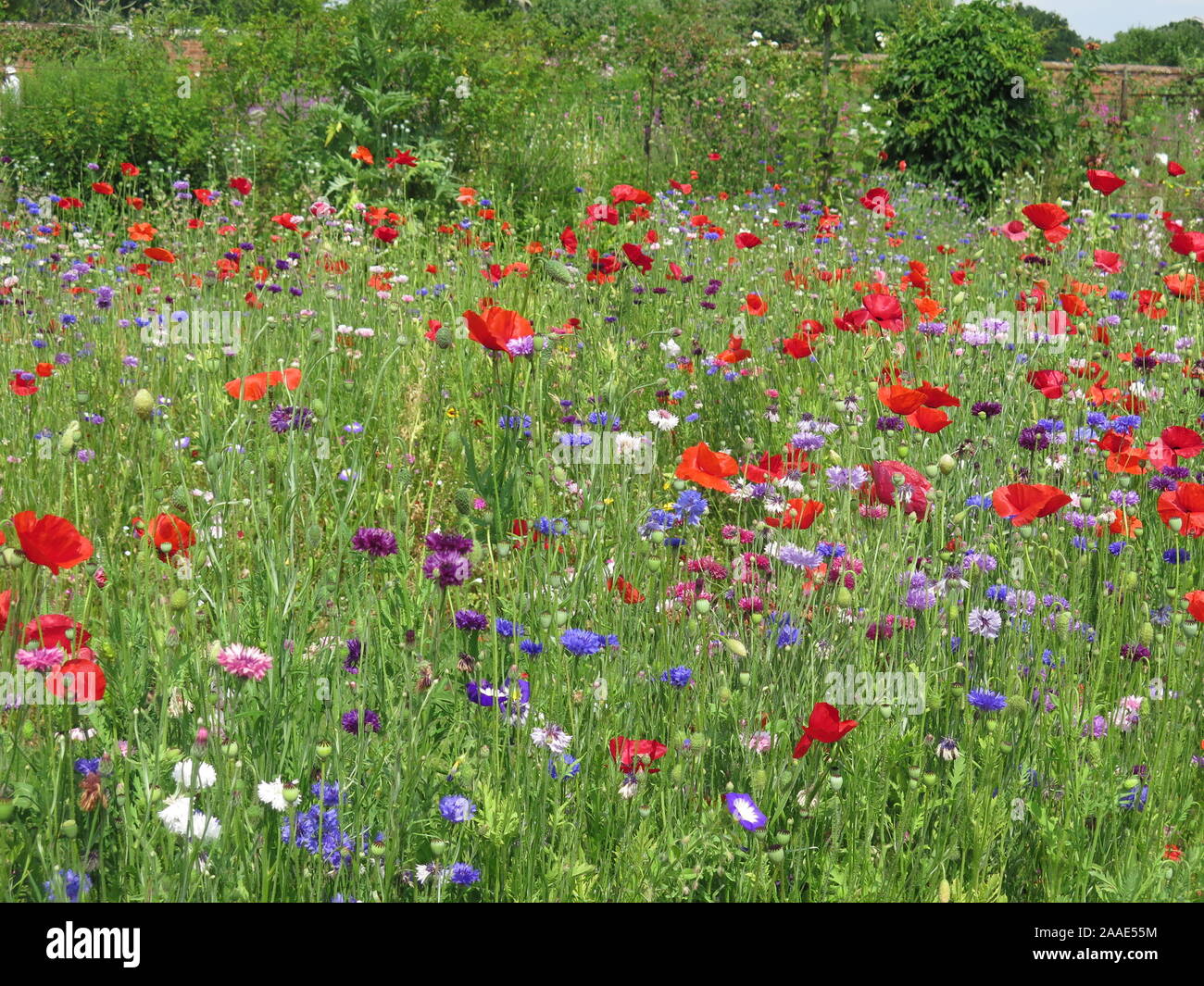 Wildflower meadow annuals and grasses hi-res stock photography and ...