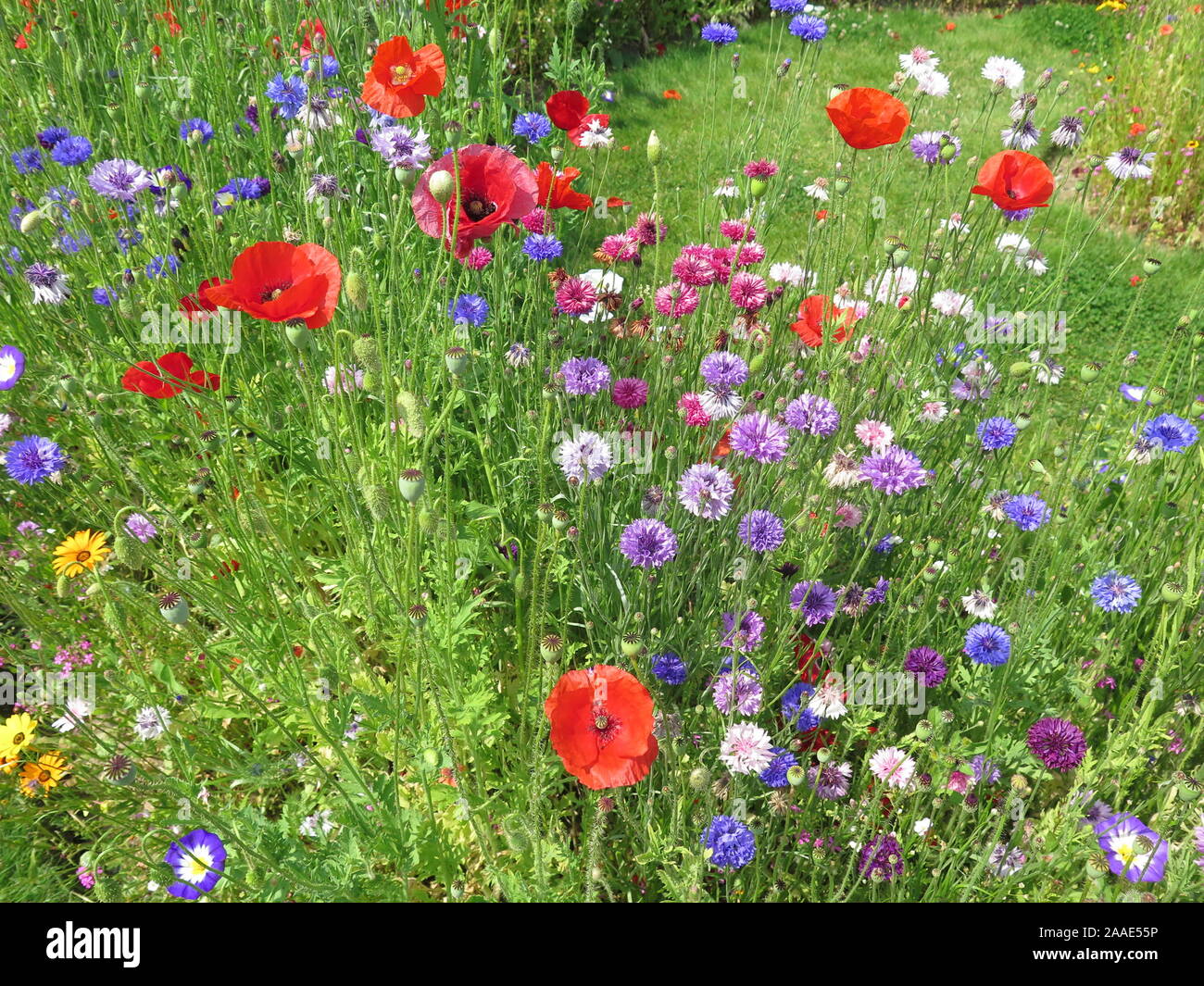 Wildflower meadow annuals and grasses hi-res stock photography and ...