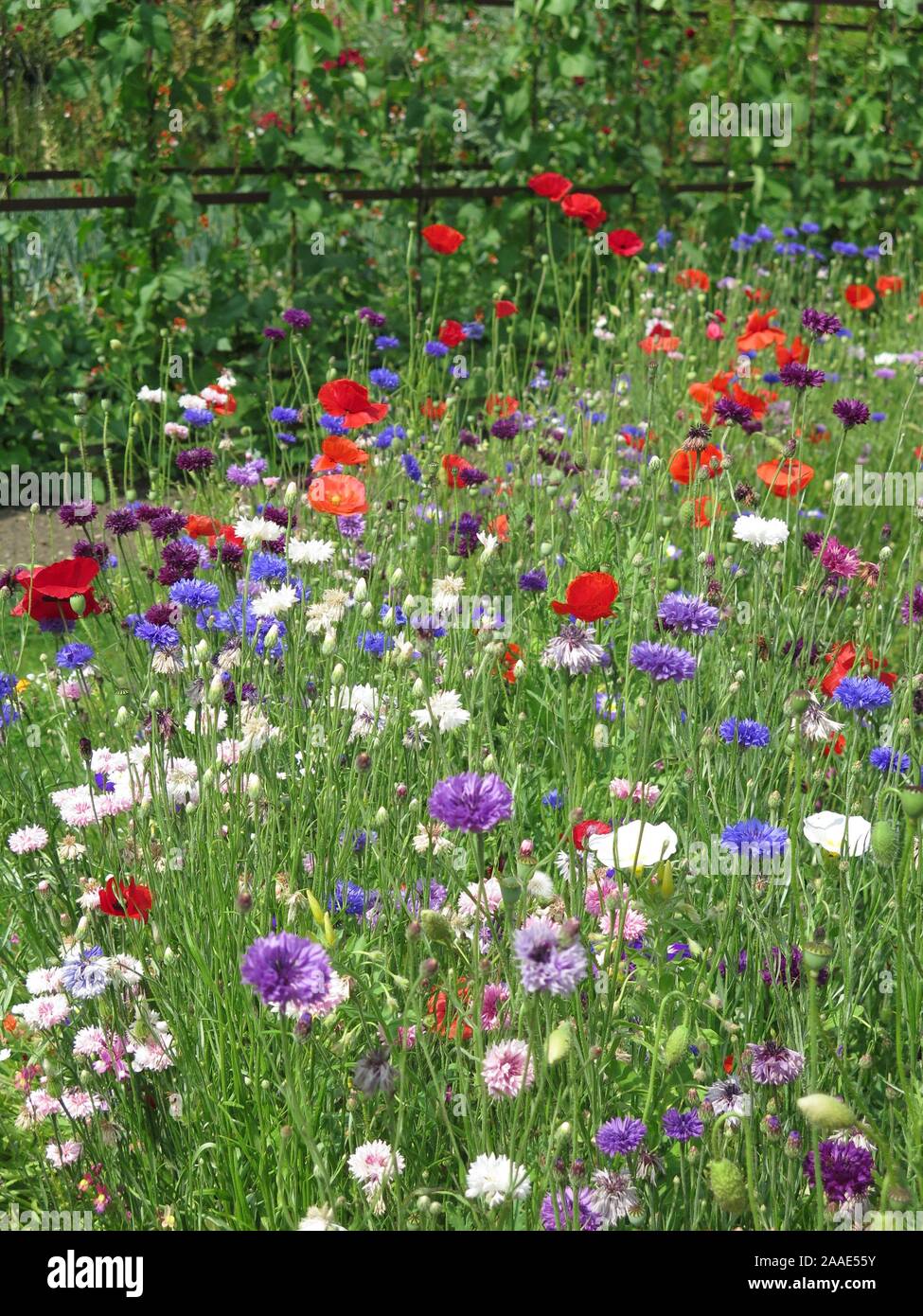 Wildflower meadow annuals and grasses hi-res stock photography and ...