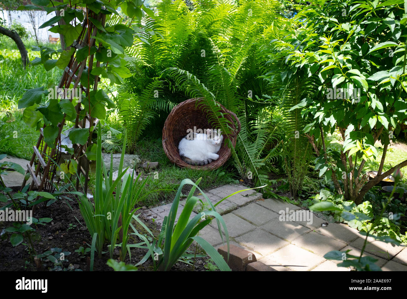 White cat takes nap hi-res stock photography and images - Alamy