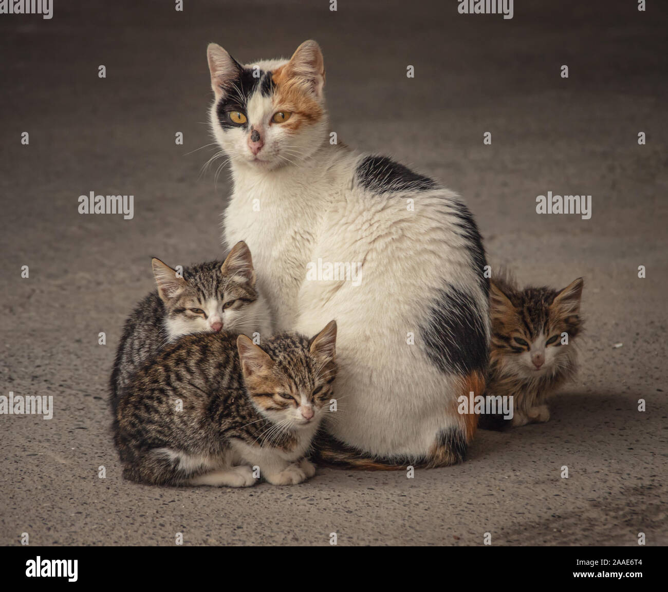 Kitties High Resolution Stock Photography and Images - Alamy