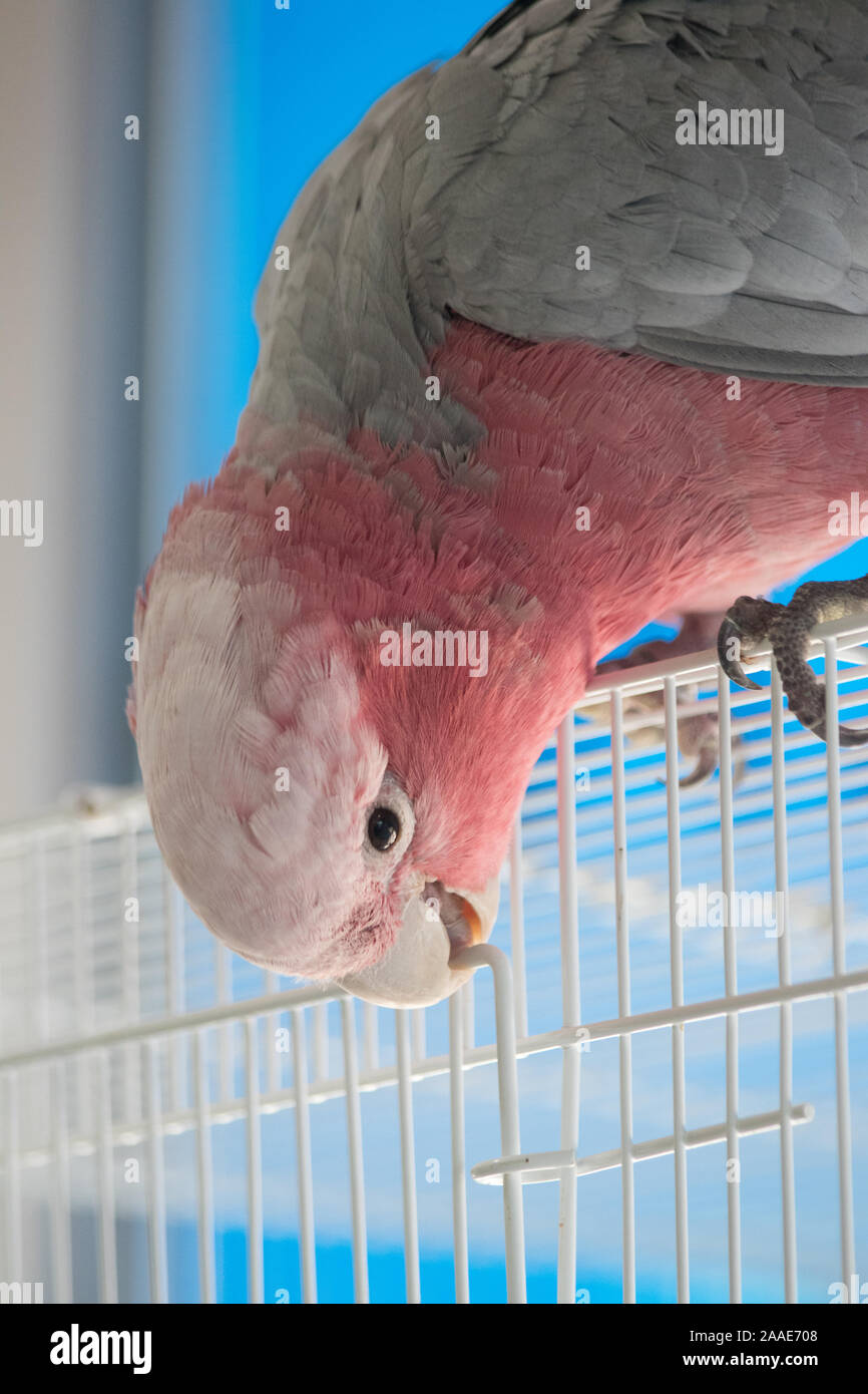 Parrot life hi-res stock photography and images - Alamy