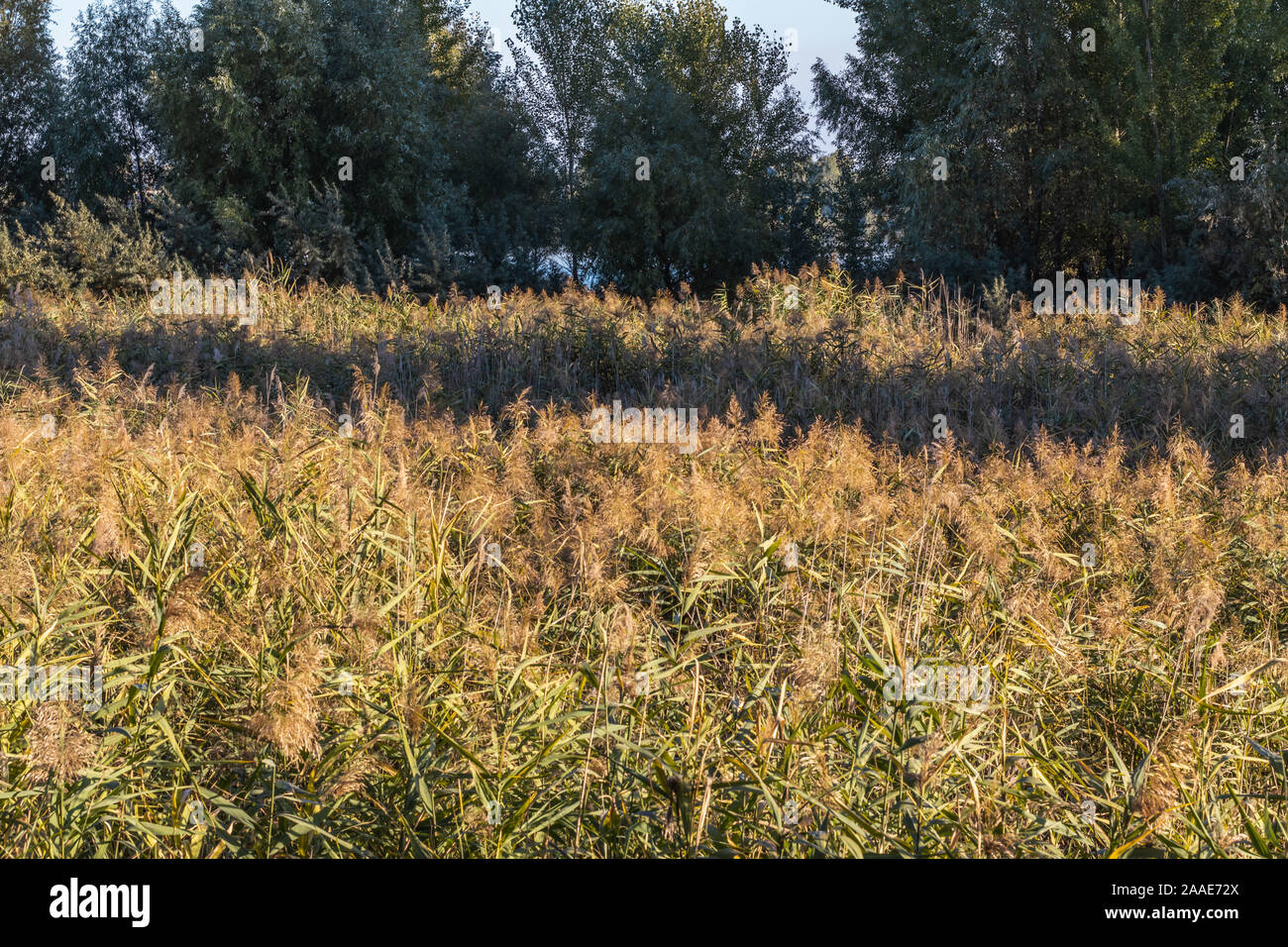 Giant reed field hi-res stock photography and images - Alamy
