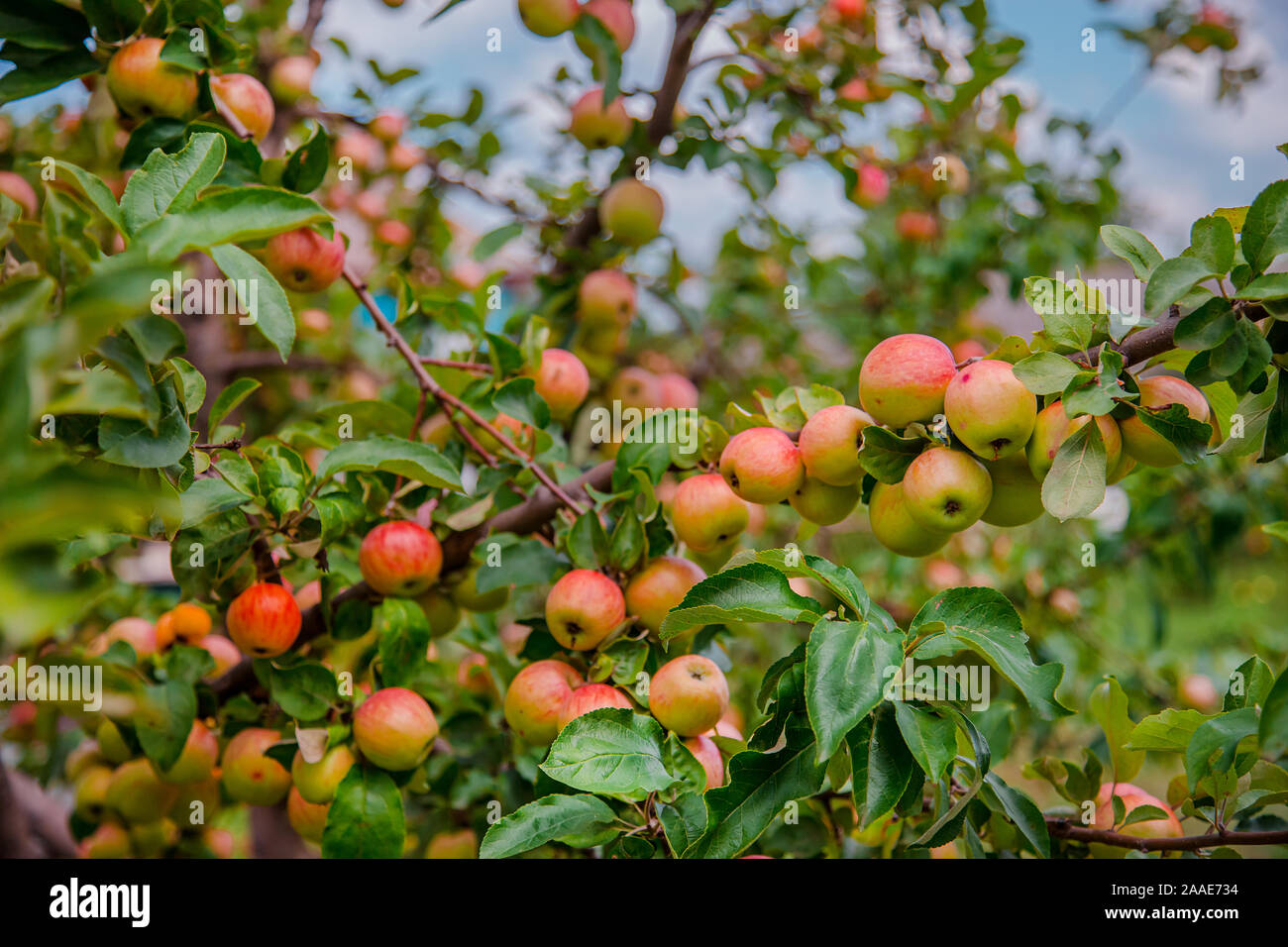 Red ripe apples on a tree. Growing organic fruits on the farm ...