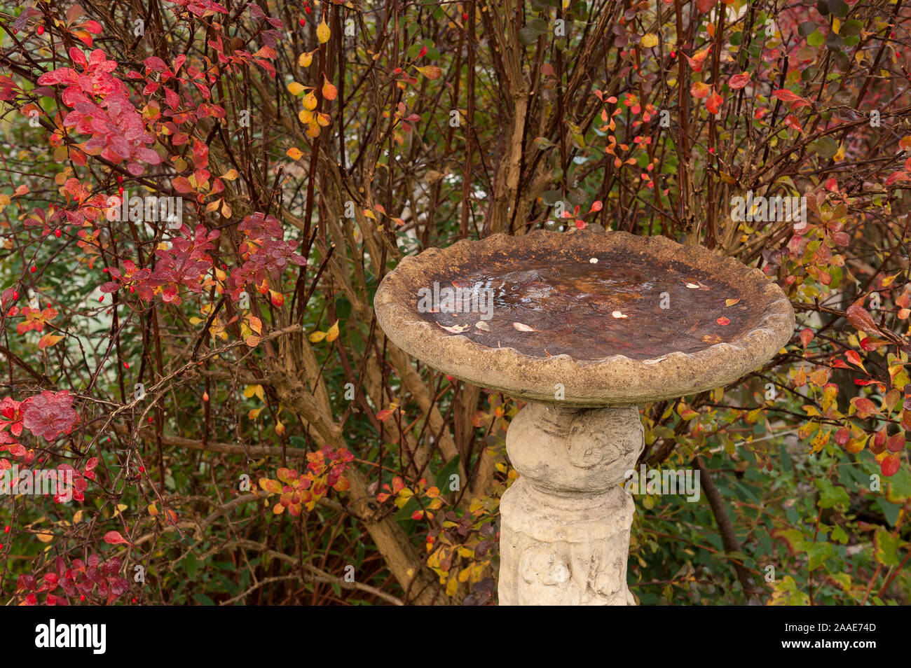 Frozen water in concrete stone cast bird bath, a sign of winter and ...