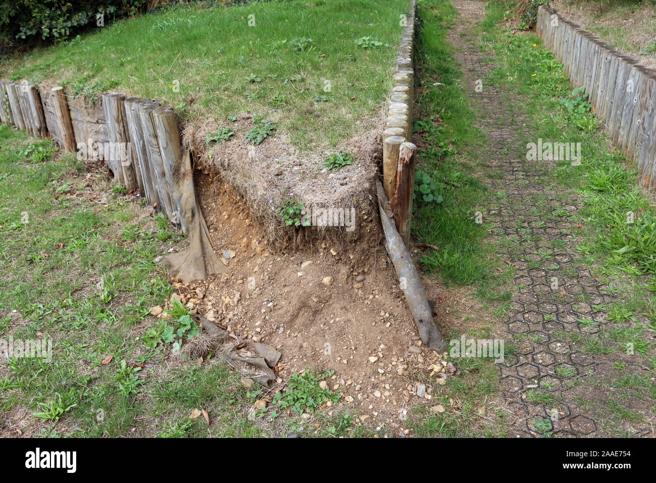 Rotten and damaged wooden round log retaining wall in a park with the ...