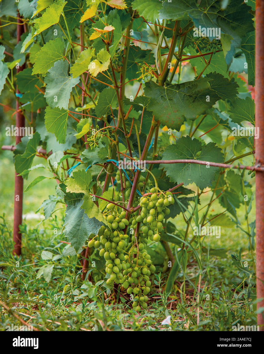 Green young bunches of grapes on the vine. Beginning of summer in a ...