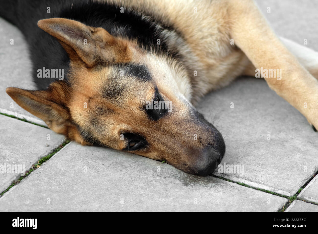 Indifferent animal hi-res stock photography and images - Alamy