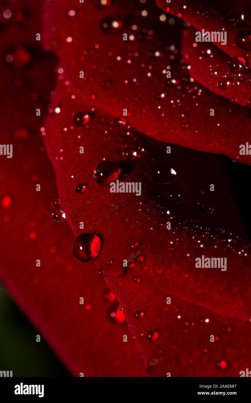 Red rose with water drops Stock Photo - Alamy