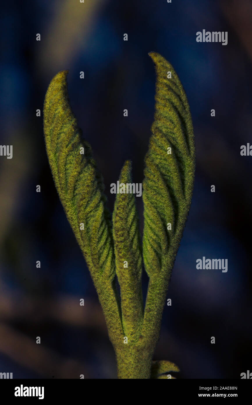 new plant bud Stock Photo - Alamy