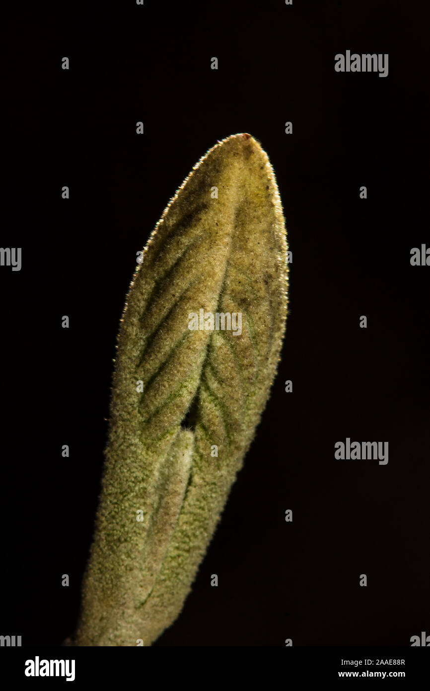 new plant bud Stock Photo - Alamy