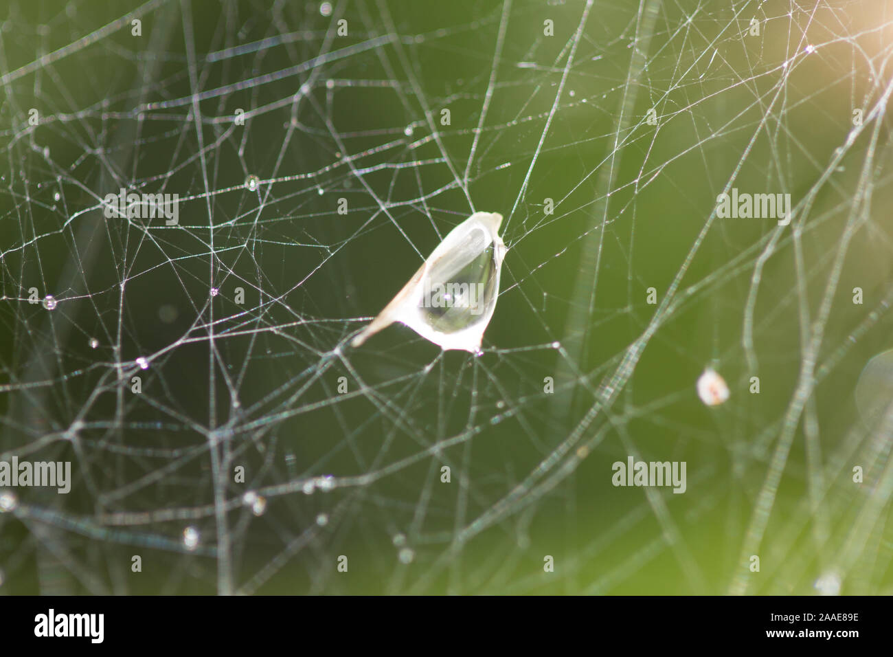 rain drop caught in a spiders web Stock Photo - Alamy