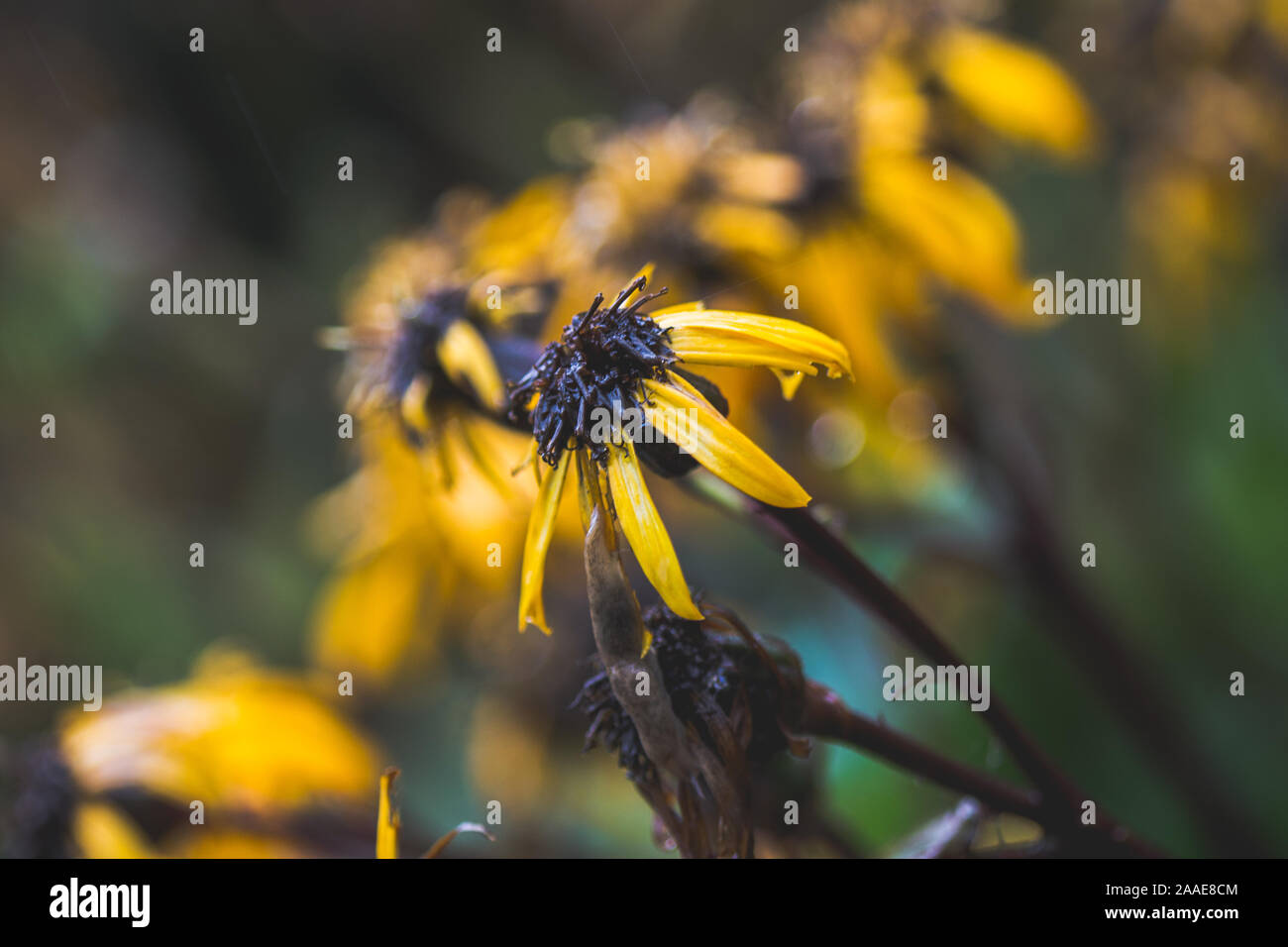 Daisy flower wilting hi-res stock photography and images - Alamy