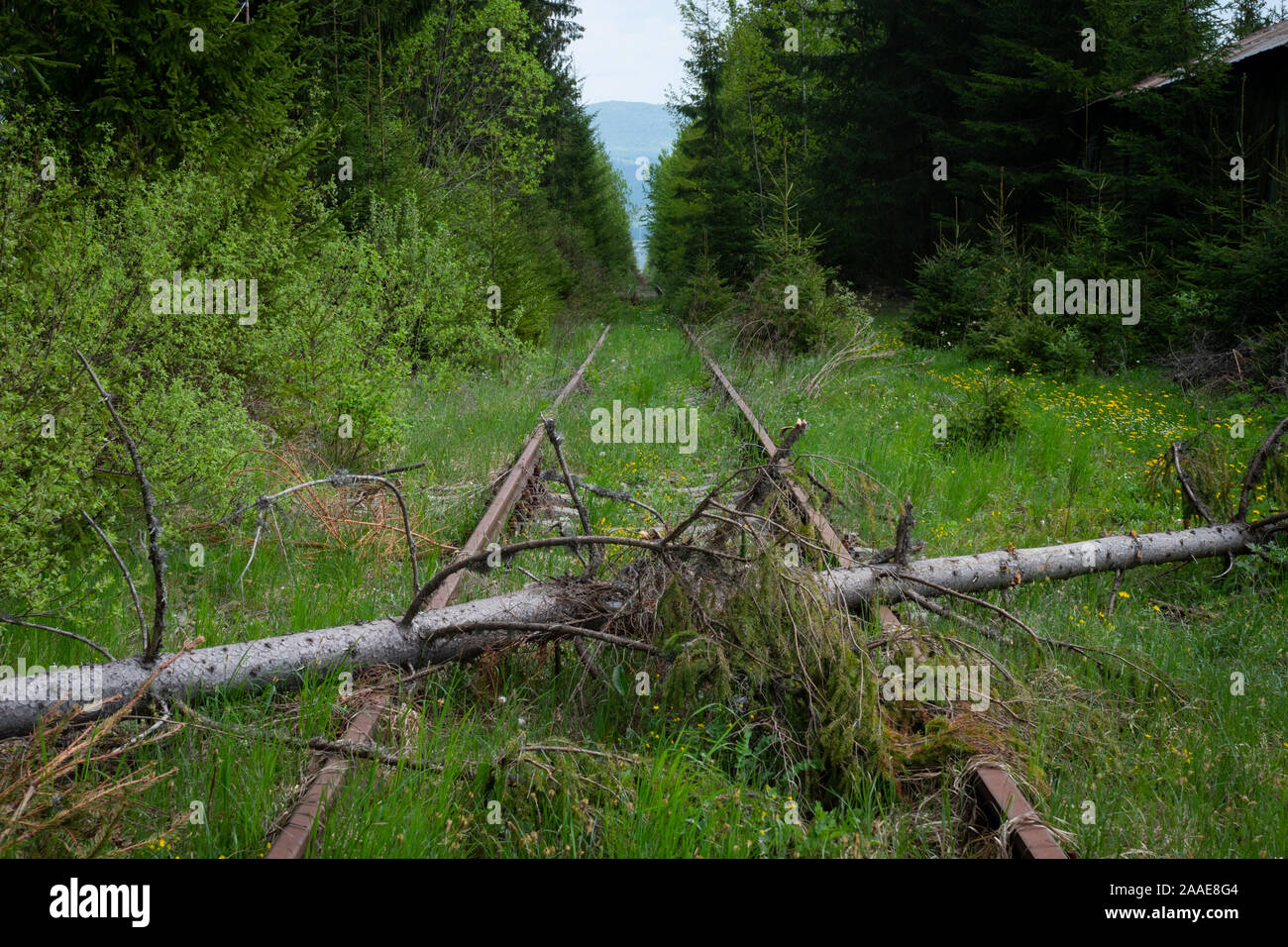 Tree blocking an abandoned railroad track through forest Stock Photo ...