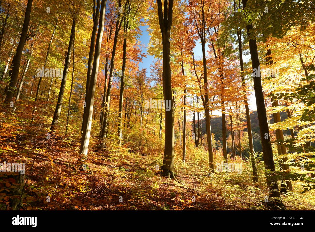 Forest backlit hi-res stock photography and images - Alamy