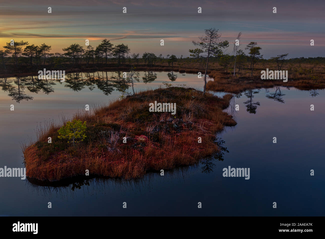 Colorful small island in the bog pond during twilight Stock Photo - Alamy