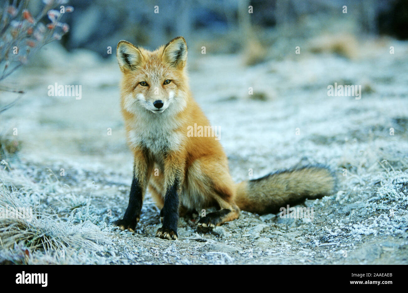 Fox red fox denali national park vulpes vulpes hi-res stock photography ...