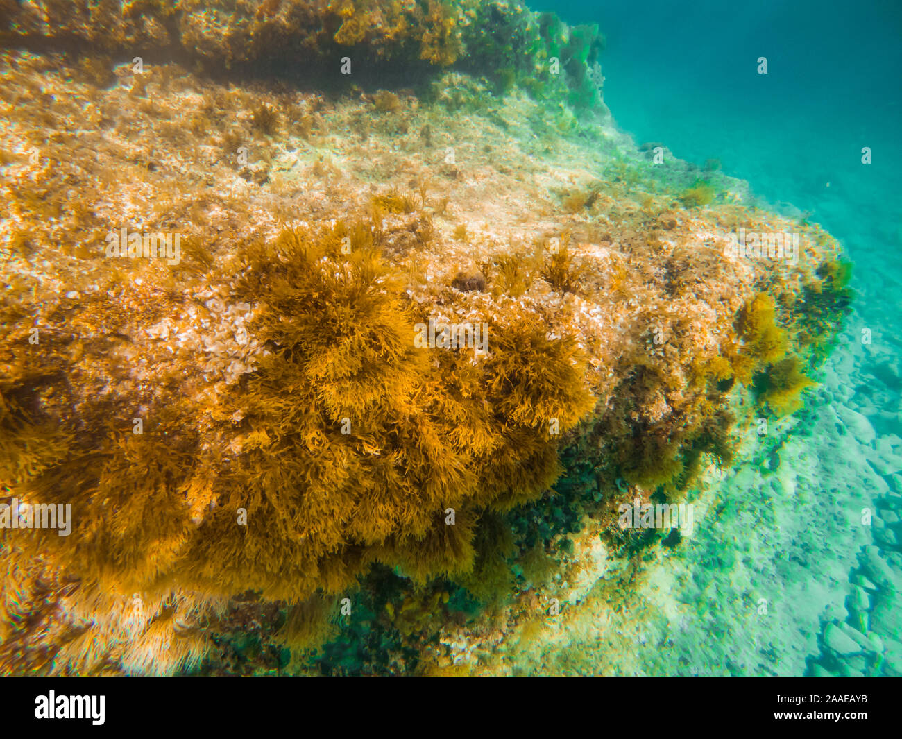 underwater sea bottom view Stock Photo - Alamy