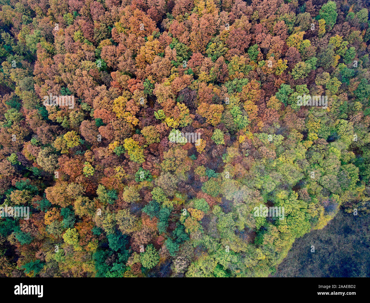 Aerial drone photo forest hi-res stock photography and images - Alamy