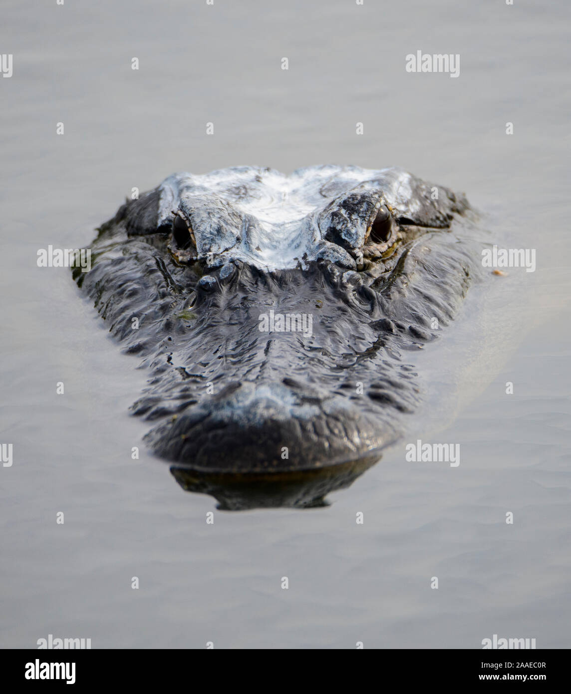 Alligator extreme close up hi-res stock photography and images - Alamy