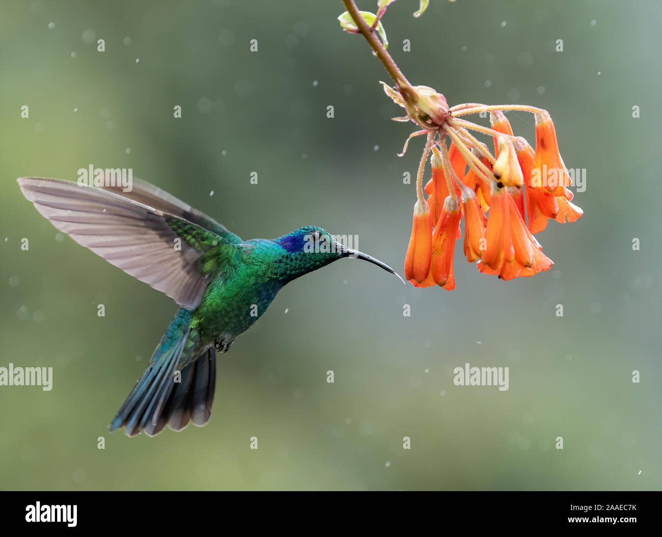 Hummingbird in Costa Rica Stock Photo - Alamy