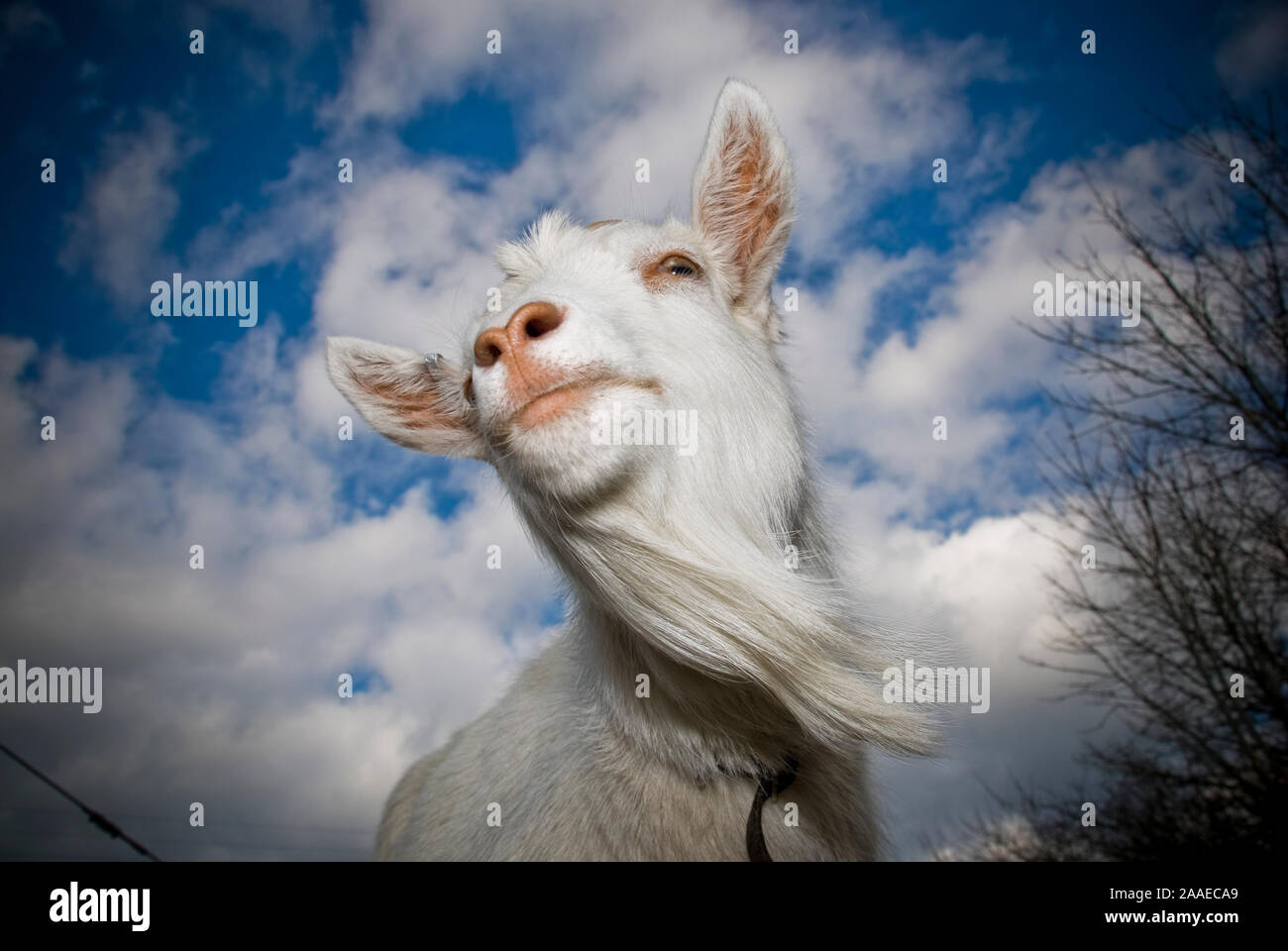 Bizarr dreamy and weird pictures of goats posing for the photographer ...