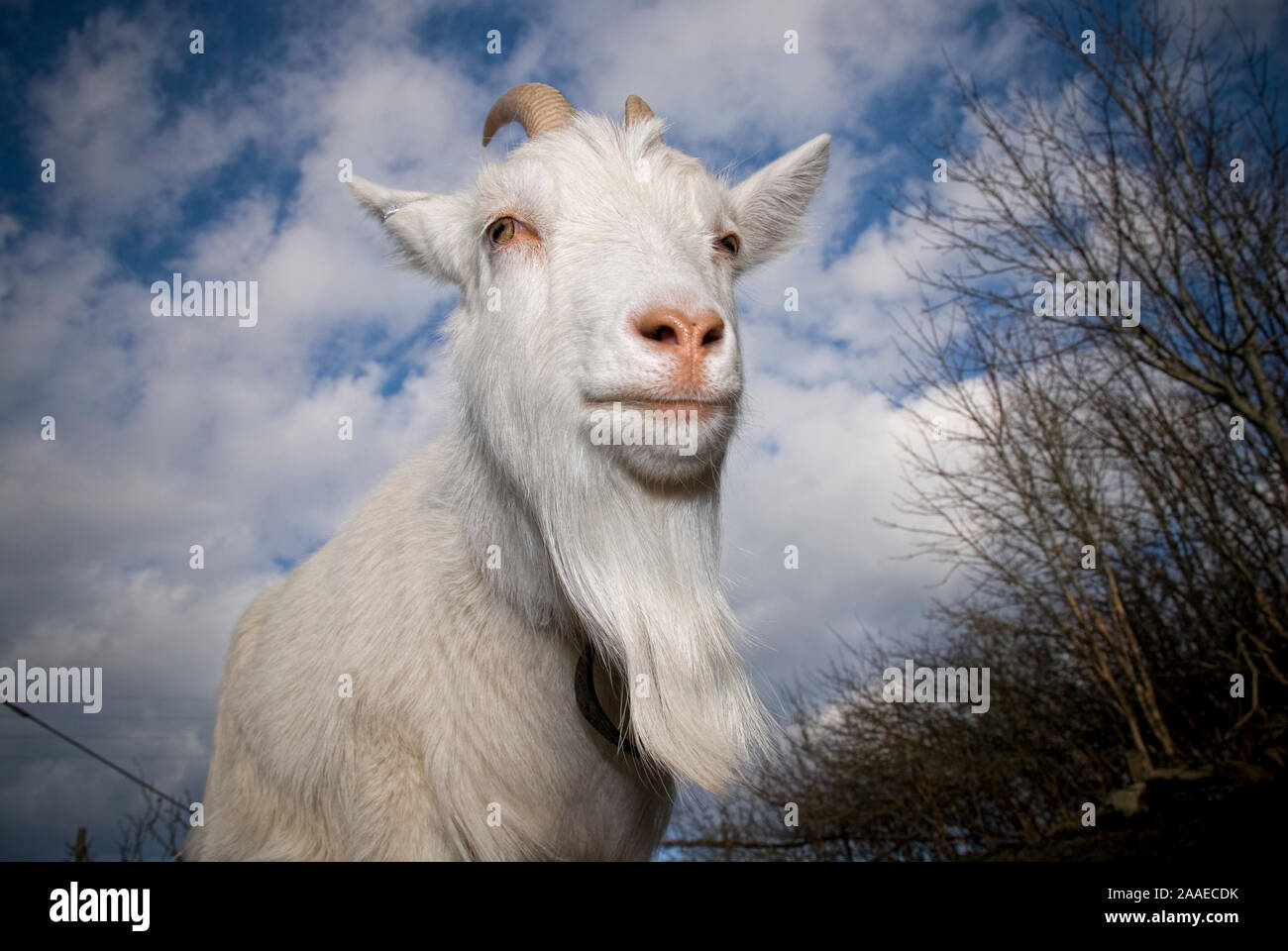 Bizarr dreamy and weird pictures of goats posing for the photographer ...