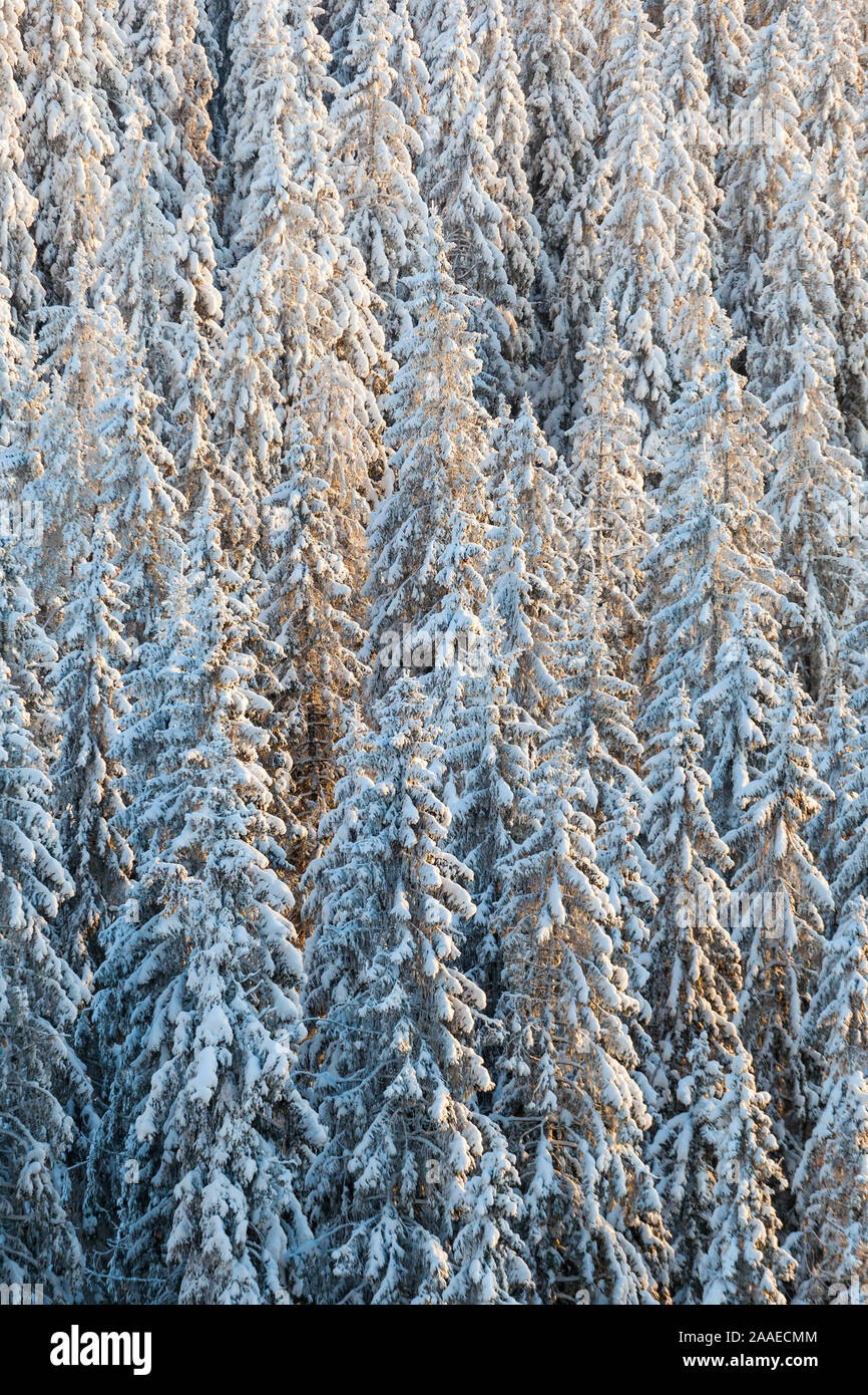 Snowy spruce treetops hi-res stock photography and images - Alamy