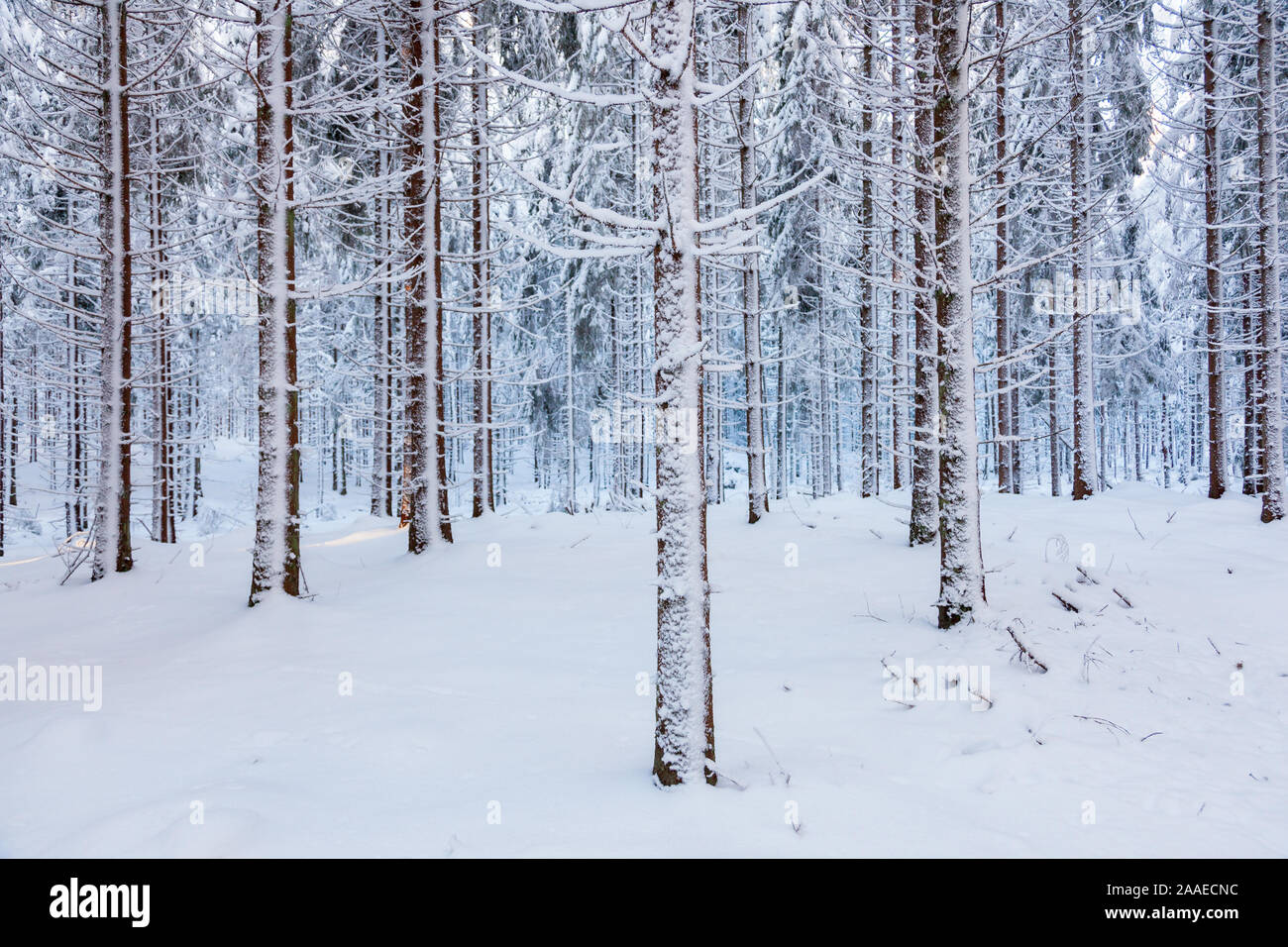 Frosted spruces hi-res stock photography and images - Alamy
