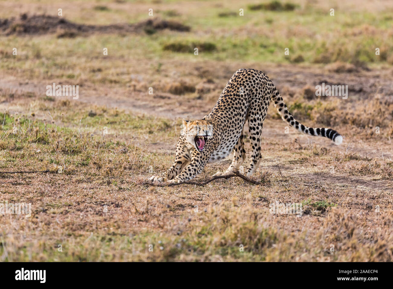 Cheetah amboseli hi-res stock photography and images - Alamy