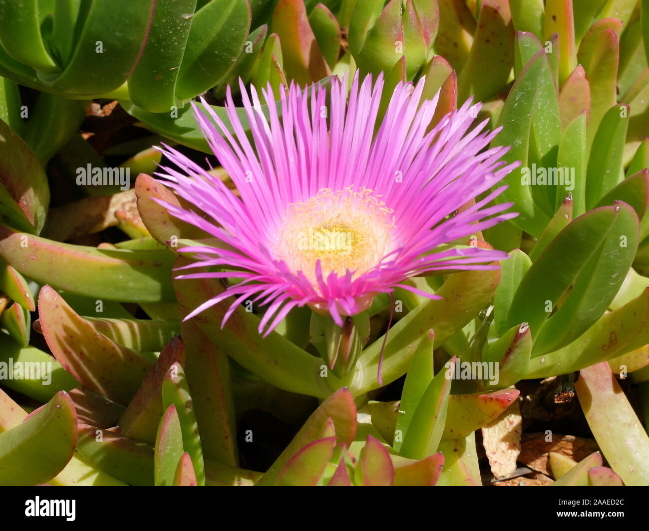 Pink sea hi-res stock photography and images - Alamy