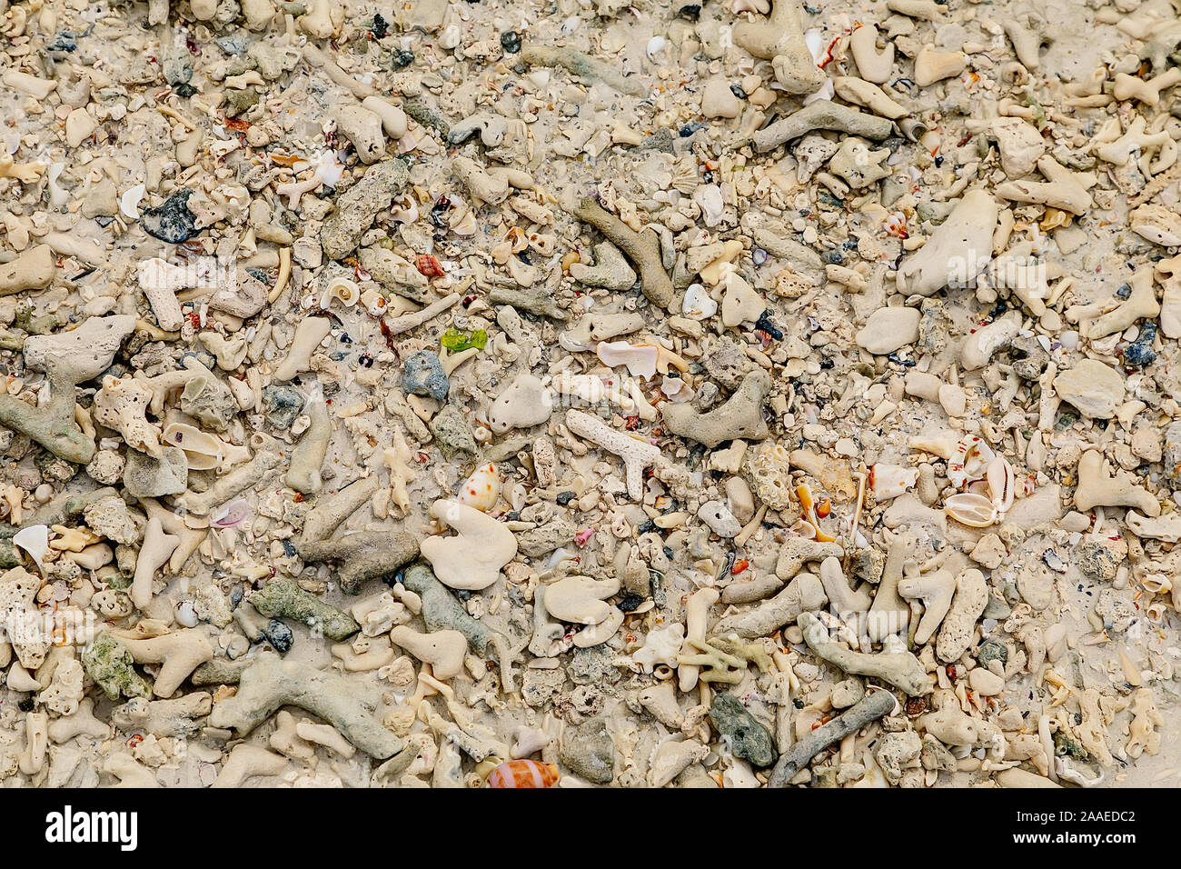 Empty seashells hi-res stock photography and images - Alamy