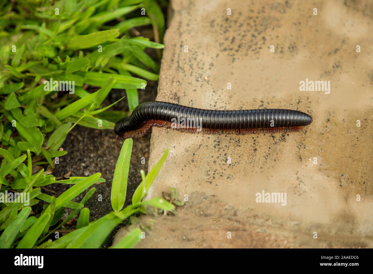 Black millipede hi-res stock photography and images - Alamy