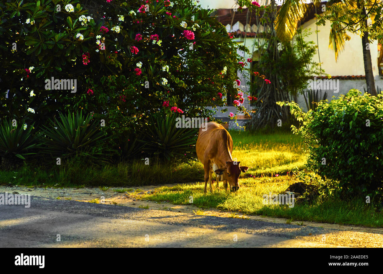 Cattle farming kenya hi-res stock photography and images - Alamy