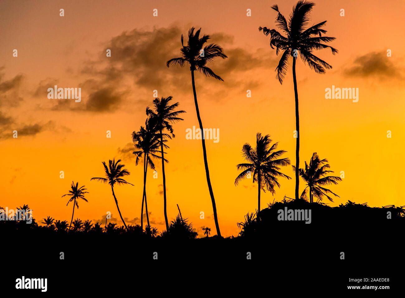 Sunrice hi-res stock photography and images - Alamy