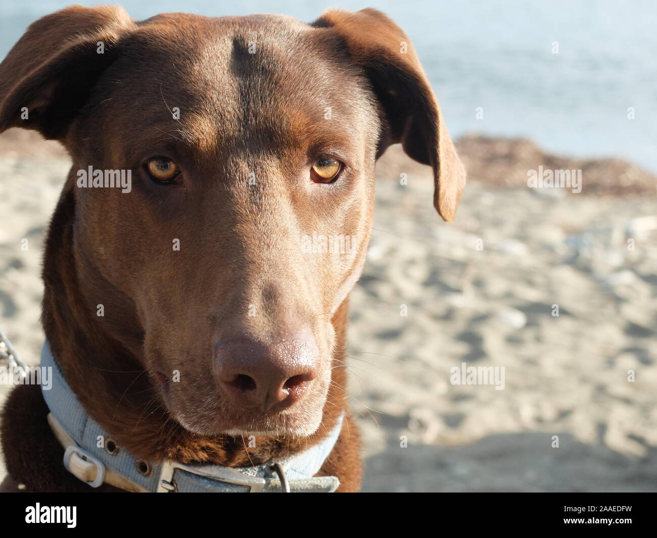 A chocolate labrador retriever on the beach Stock Photo - Alamy