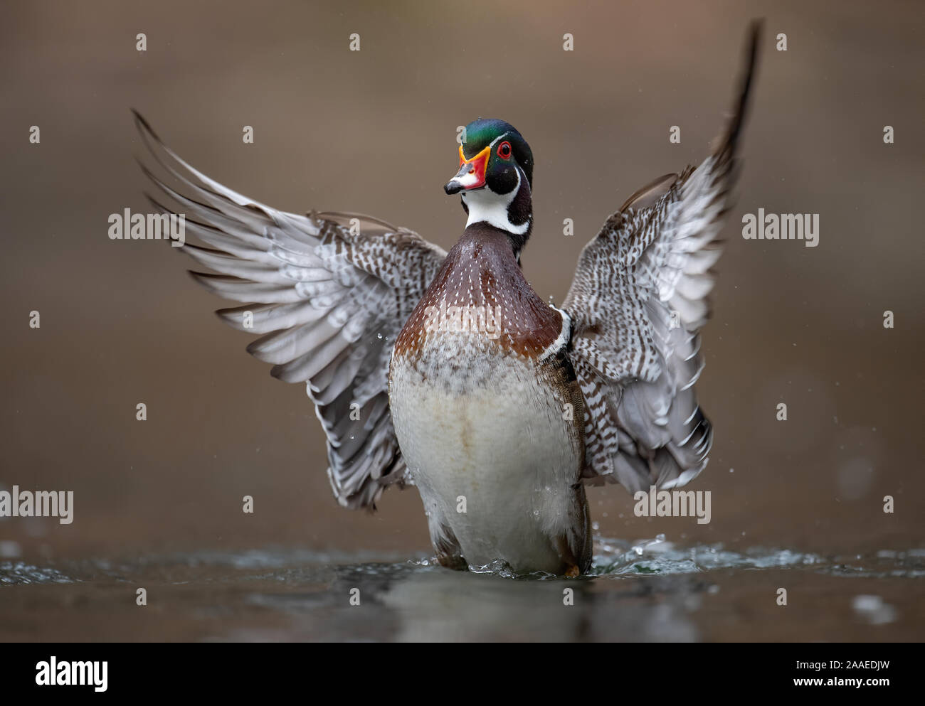 Wood duck eyes hi-res stock photography and images - Alamy