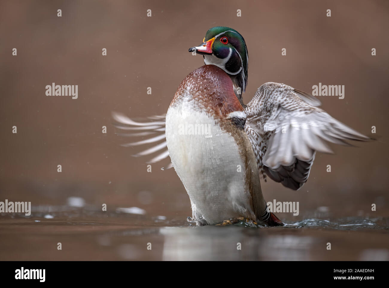 Wood duck eyes hi-res stock photography and images - Alamy