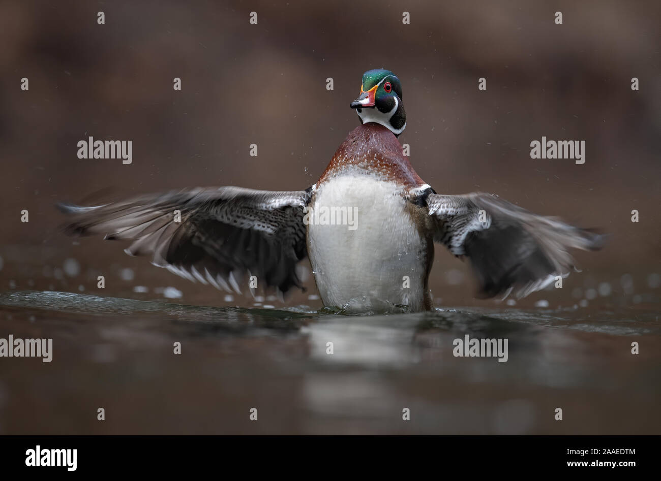 Wood duck eyes hi-res stock photography and images - Alamy