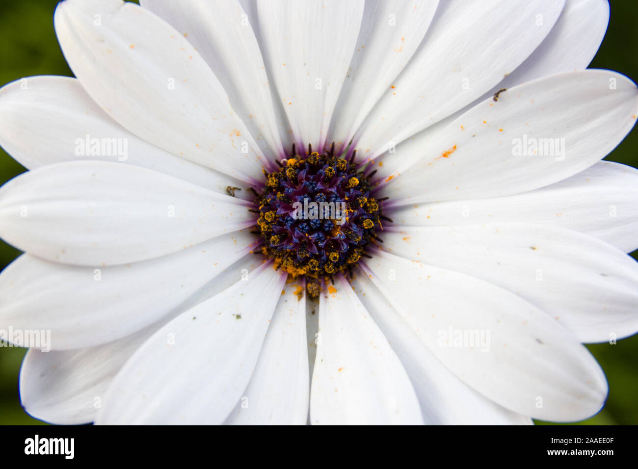 Floral zoom hi-res stock photography and images - Alamy