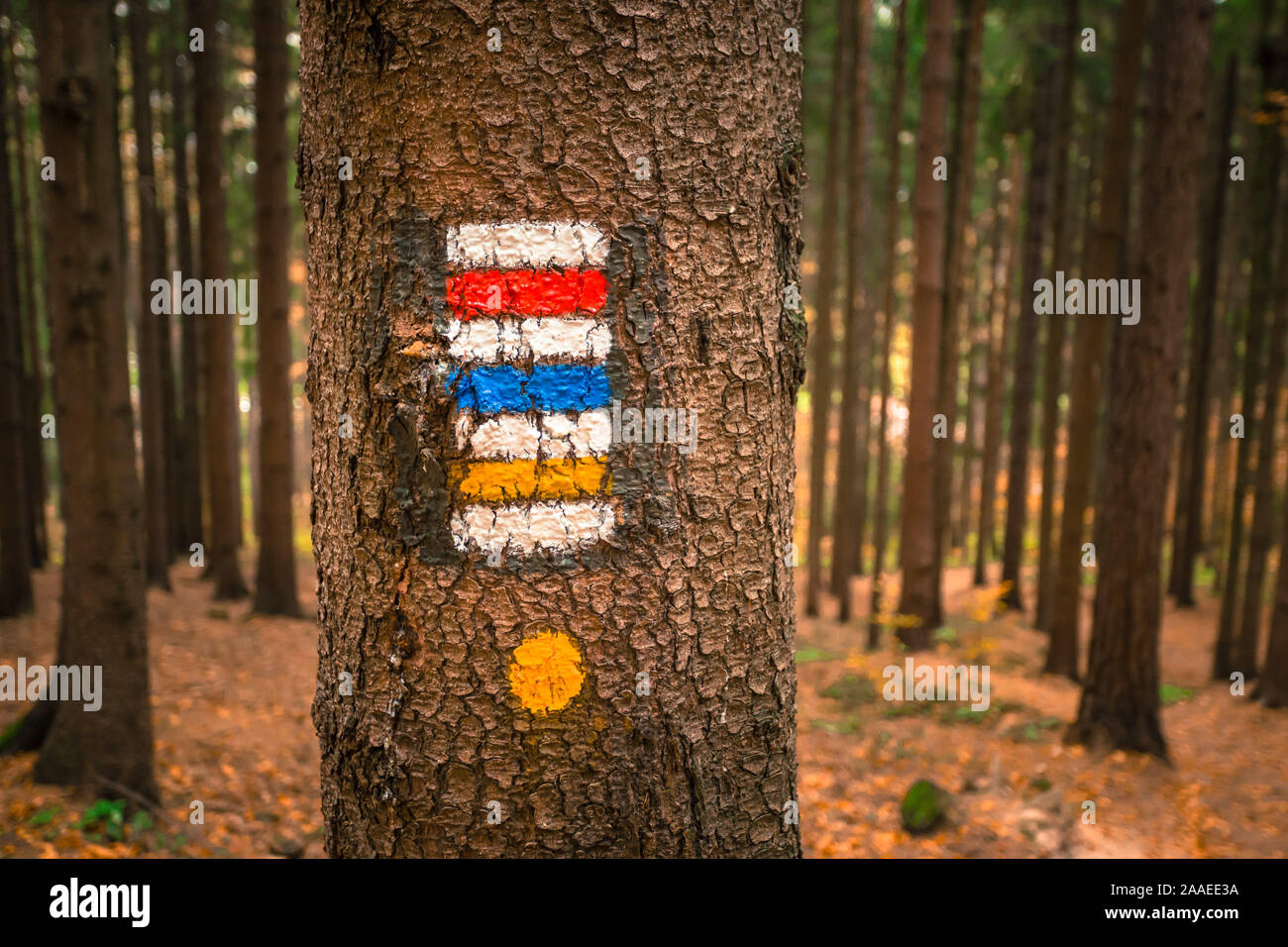 Touristic sign or mark on tree next to touristic path with nice autumn ...