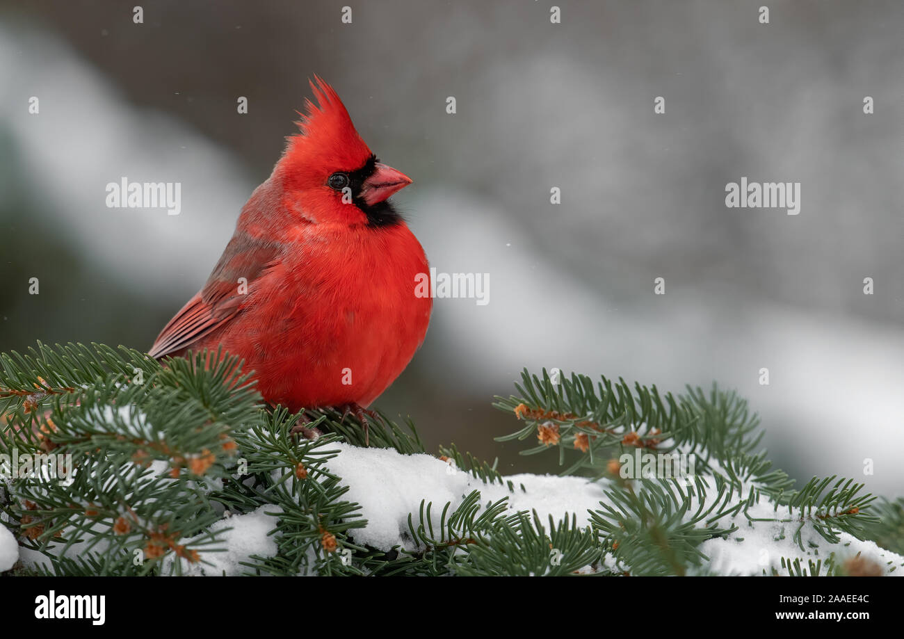 Red Cardinal Snow High Resolution Stock Photography and Images - Alamy