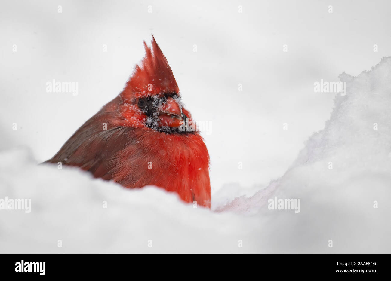 Red Cardinal Snow High Resolution Stock Photography and Images - Alamy