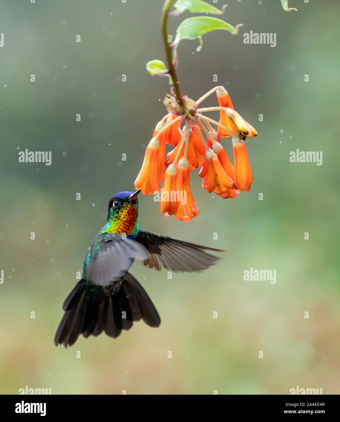 Hummingbird in Costa Rica Stock Photo - Alamy